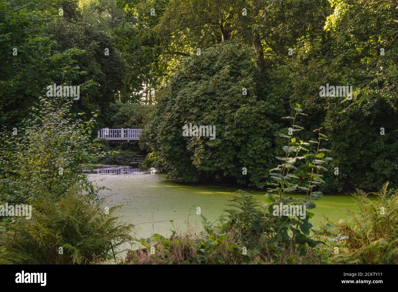 Small bridge in garden hi-res stock photography and images - Alamy