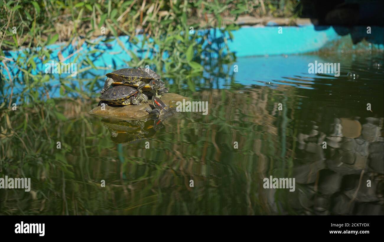 two turtles in a green pond. Little turtles rest on a stone in the lake ...