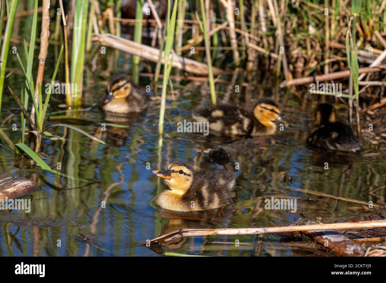 Mallard ducklings swimming amongst reeds Stock Photo - Alamy