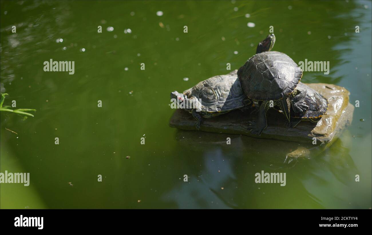 Turtles sitting on a stone and basking in the sun. Little turtles bask ...