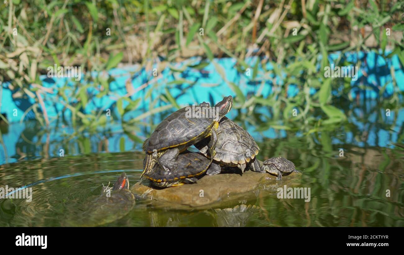 Turtles sitting on a stone and basking in the sun. Little turtles bask ...