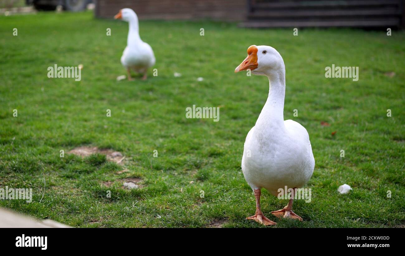 White goose on a green lawn. There is a lake in the distance Stock ...