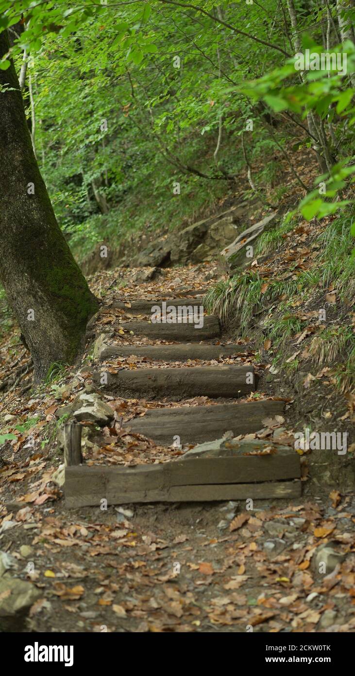 wood bridge in the forest. Stairs in the mountains Stock Photo - Alamy
