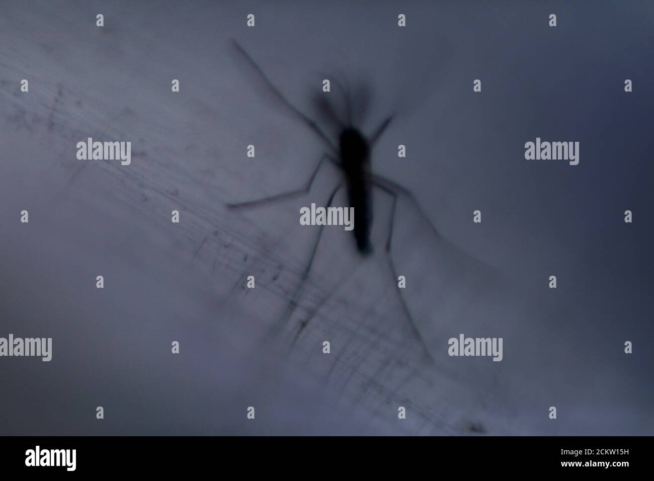 Wolbachia mosquito hi-res stock photography and images - Alamy