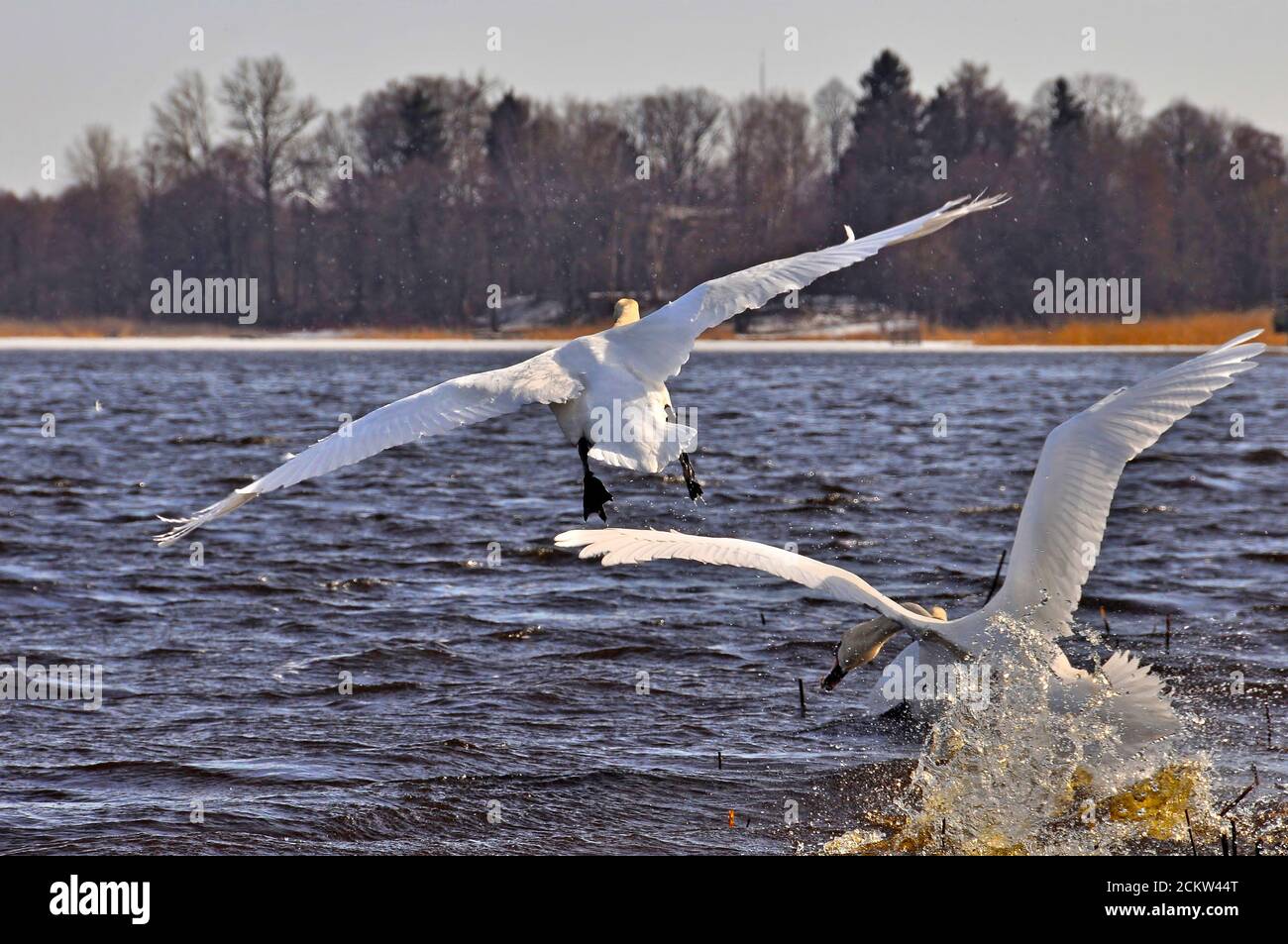 Swan flies over lake hi-res stock photography and images - Alamy