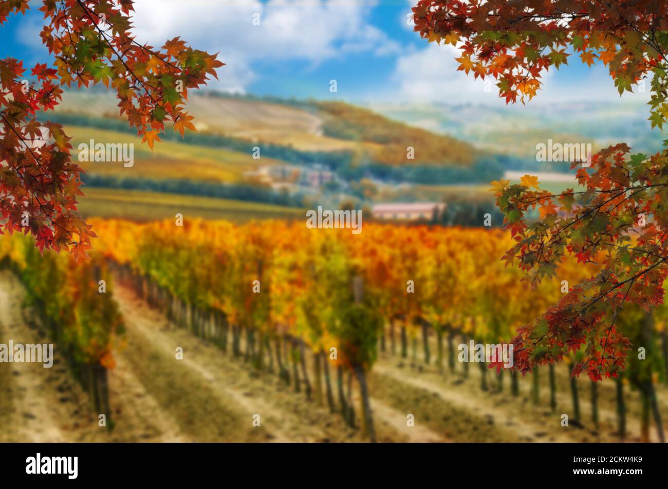 Autumn leaves with blur vineyard landscape in background. Tuscany wine ...