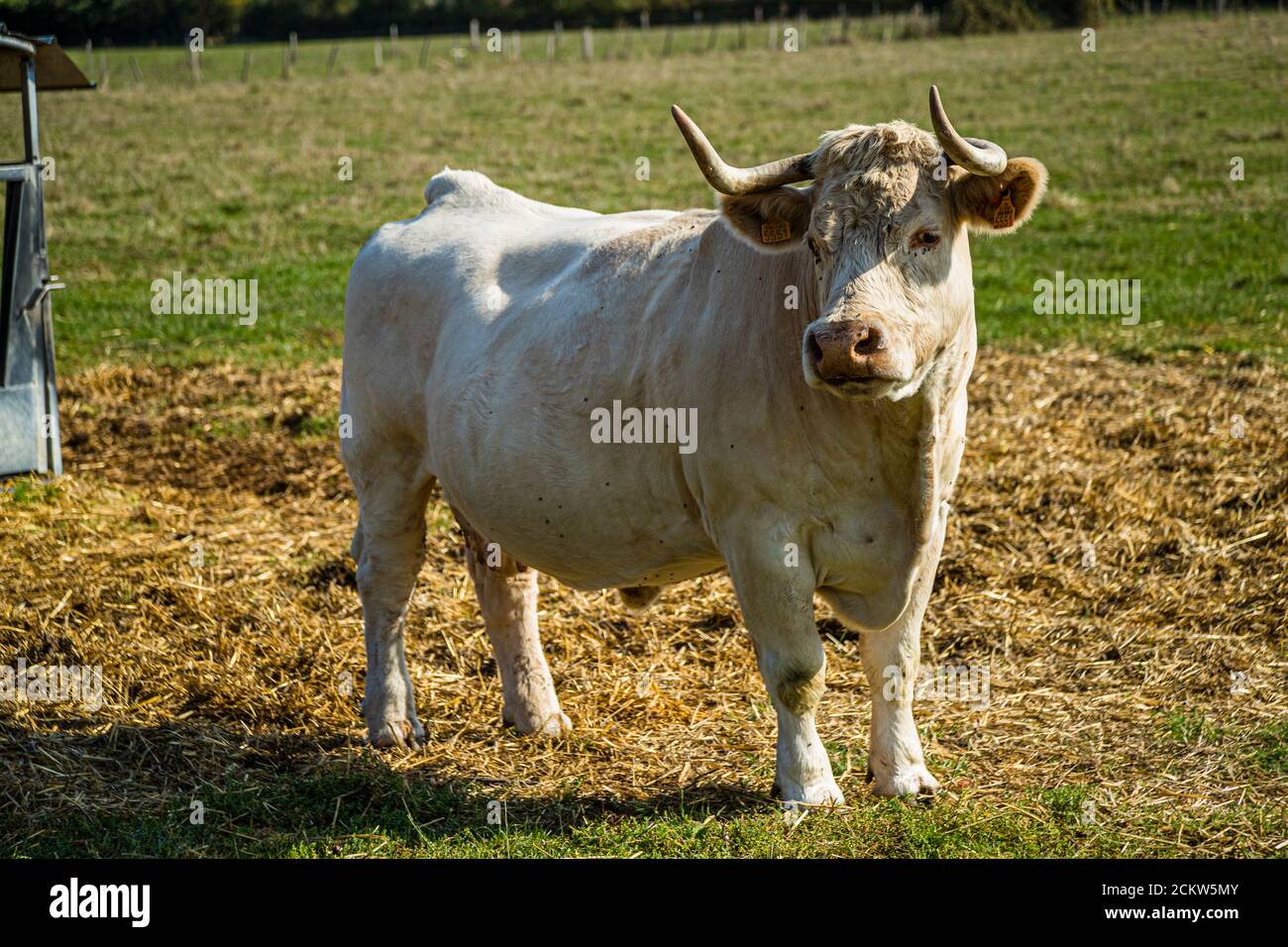 The Charolais cow provides milk for the famous Comté cheese in Franche ...