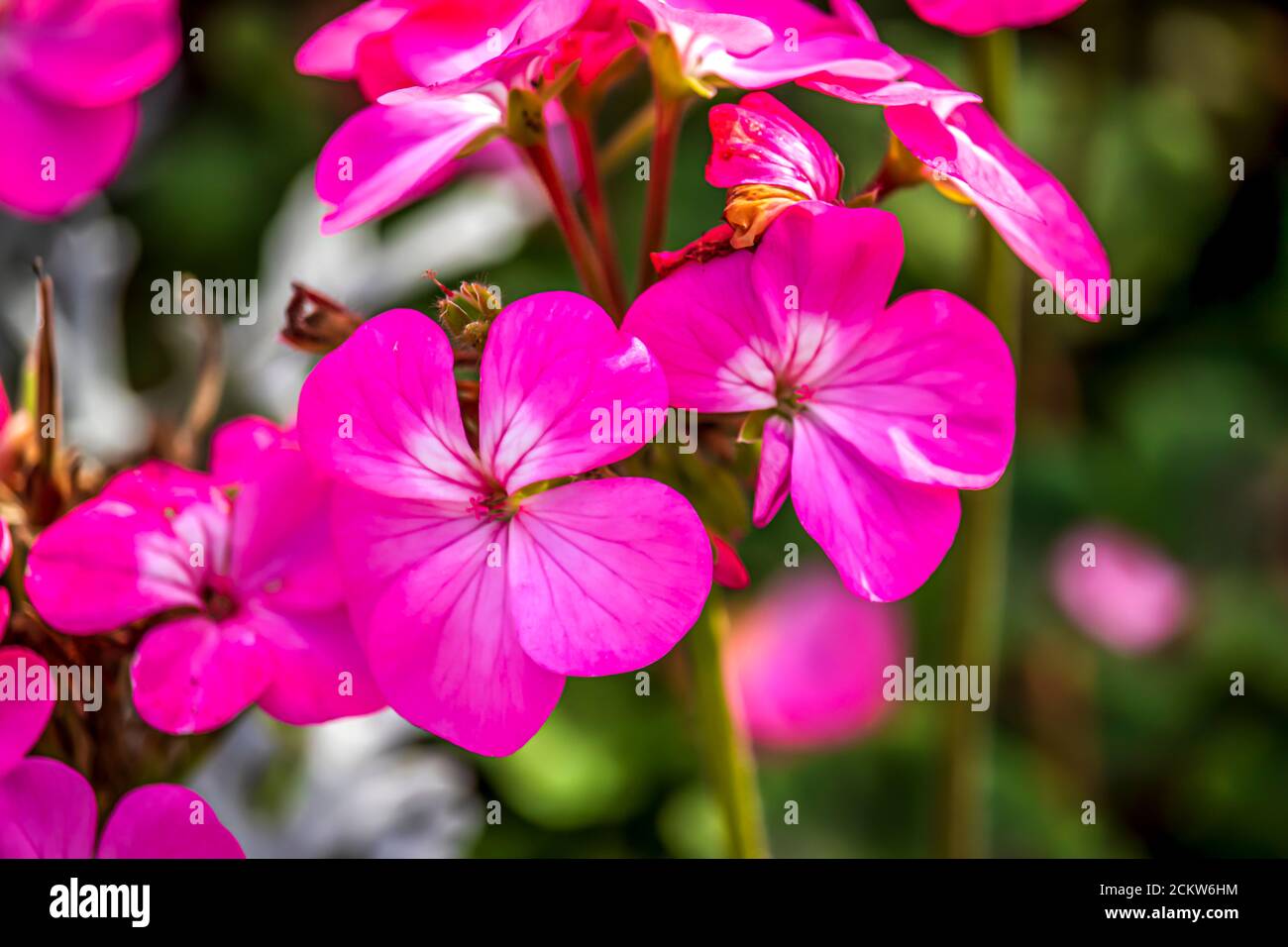 Beautiful Summer Flowers In An English Park In Lichfield Stock Photo beautiful-summer-flowers-in-an-english-park-in-lichfield-stock-photo
