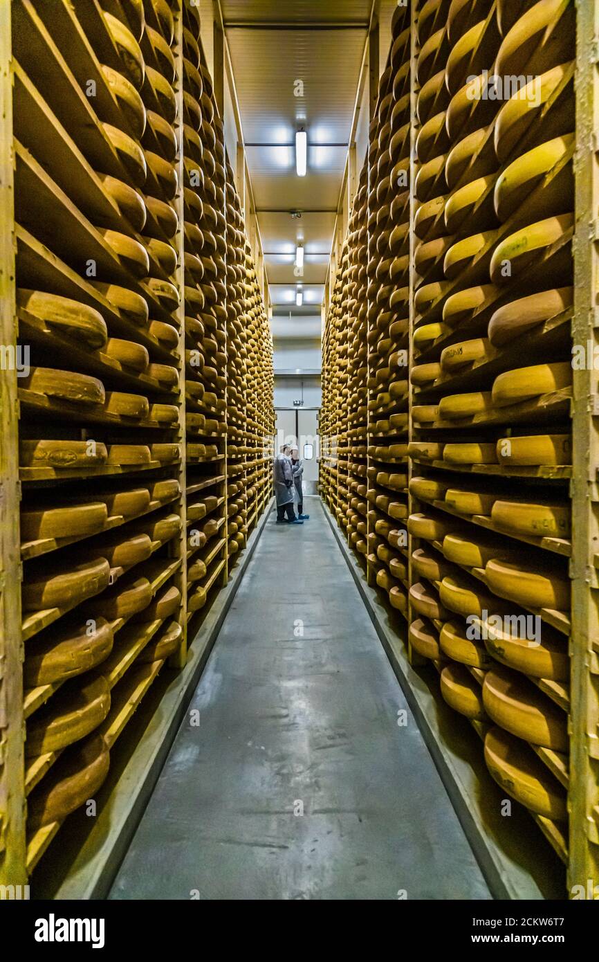 Production cheese in factory hi-res stock photography and images - Alamy