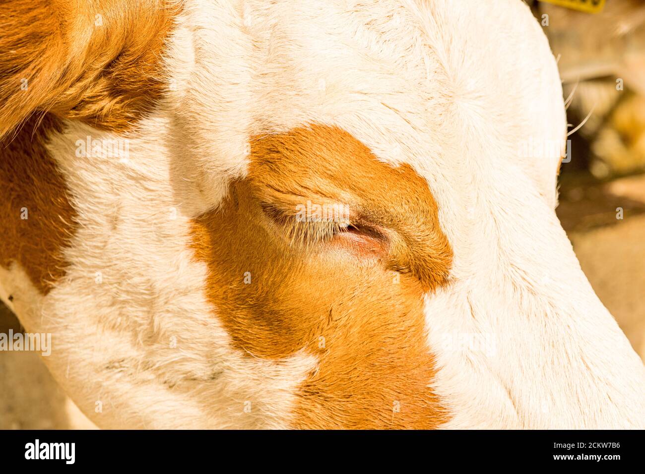 Portrait of a cow with focus on the eye Stock Photo - Alamy