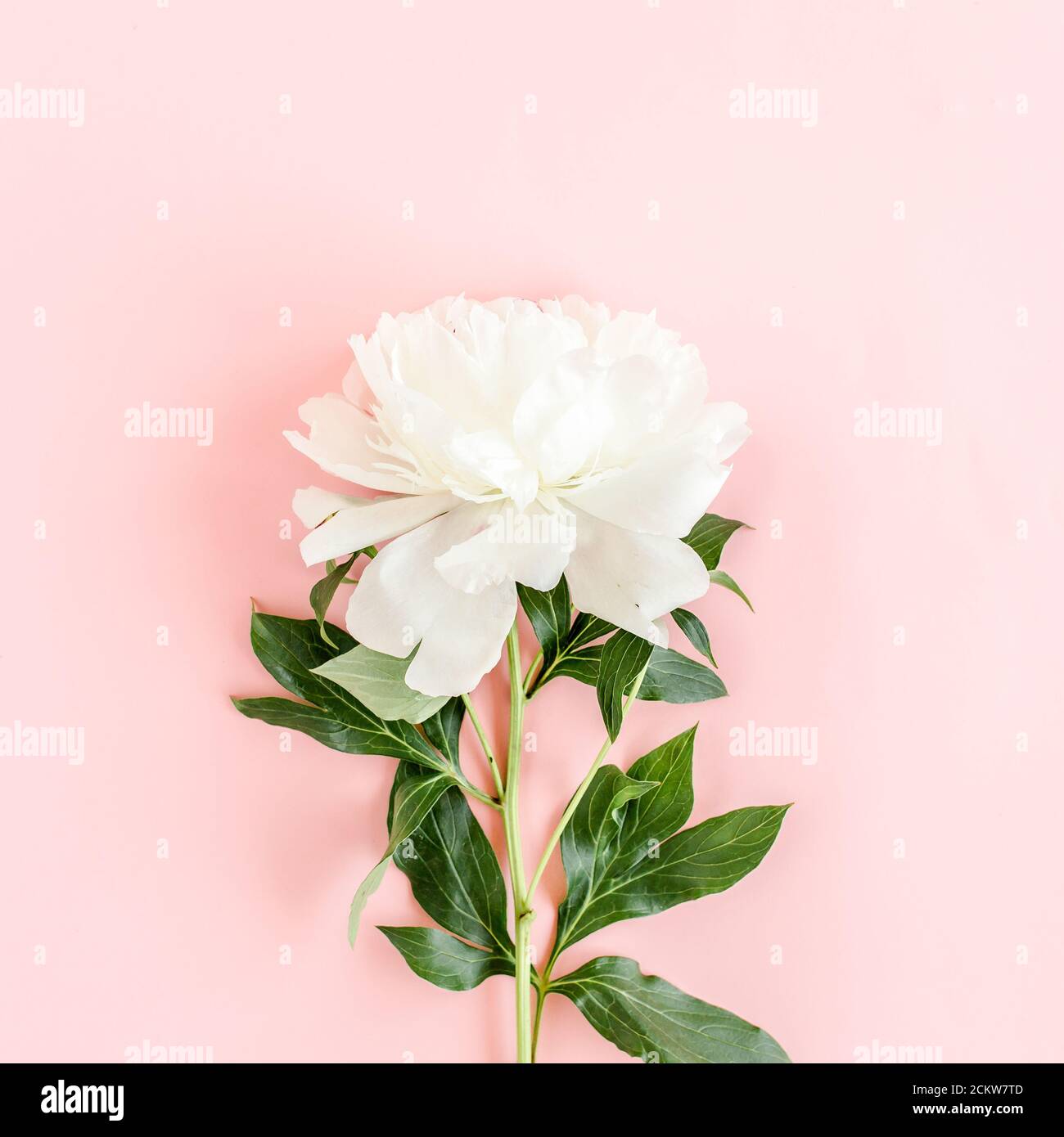 Beautiful, white peony flower on pink background. The texture of a ...
