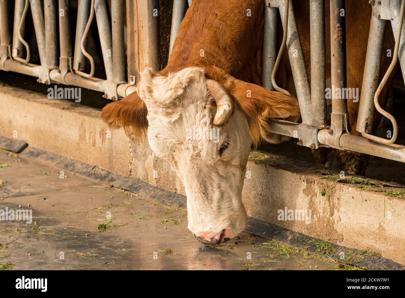 Cow locked up in the barn looks out of the grid Stock Photo - Alamy