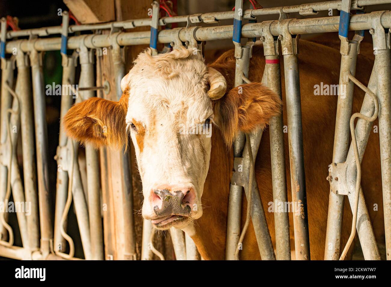 Cow locked up in the barn looks out of the grid Stock Photo - Alamy