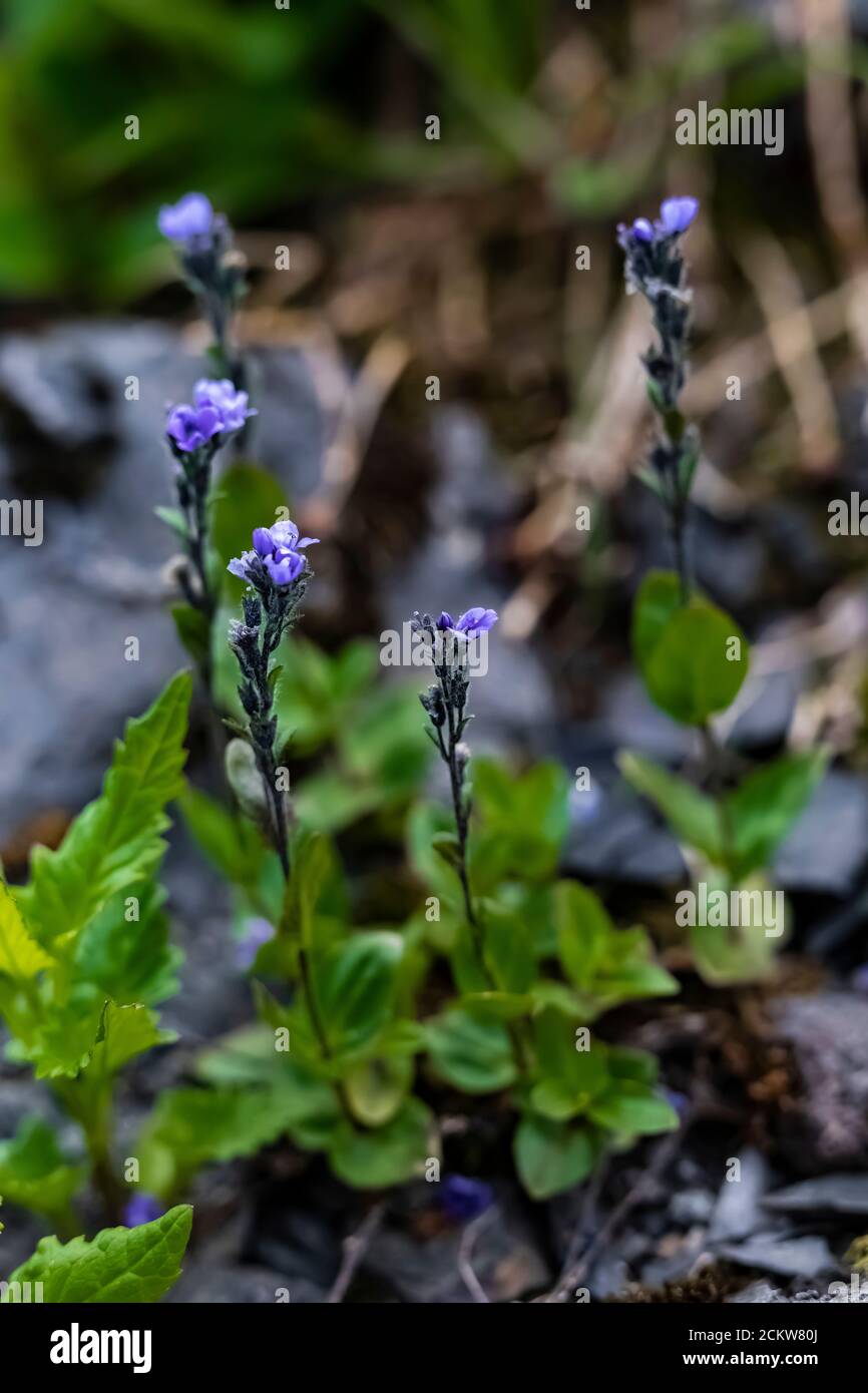 American alpine speedwell hi-res stock photography and images - Alamy