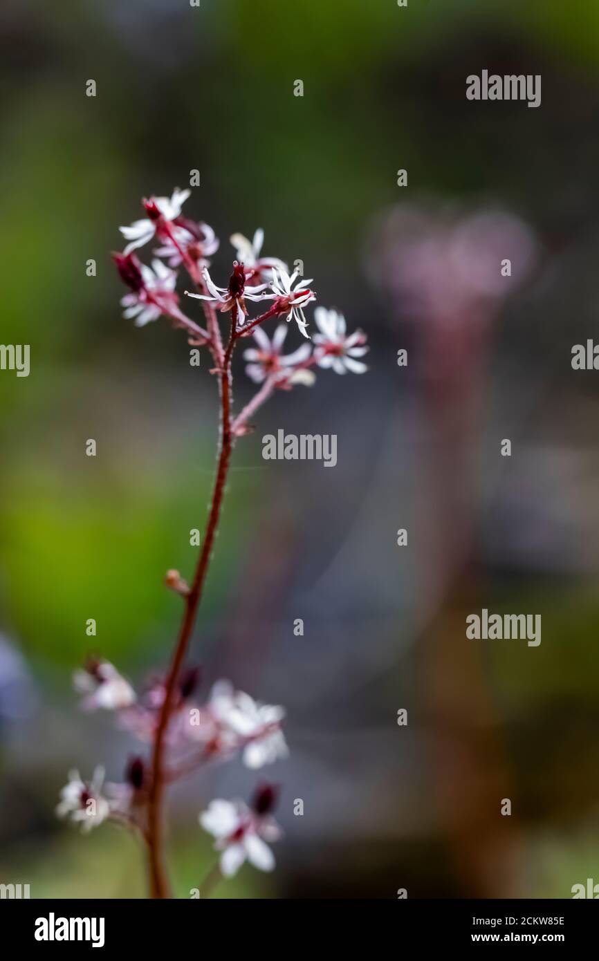 Cascadensis hi-res stock photography and images - Alamy
