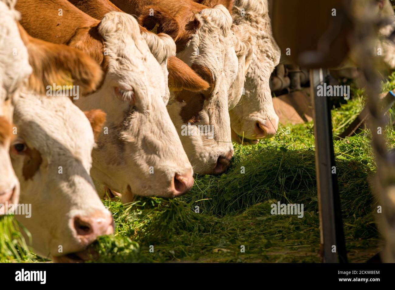Cows are fed with fresh grass Stock Photo - Alamy