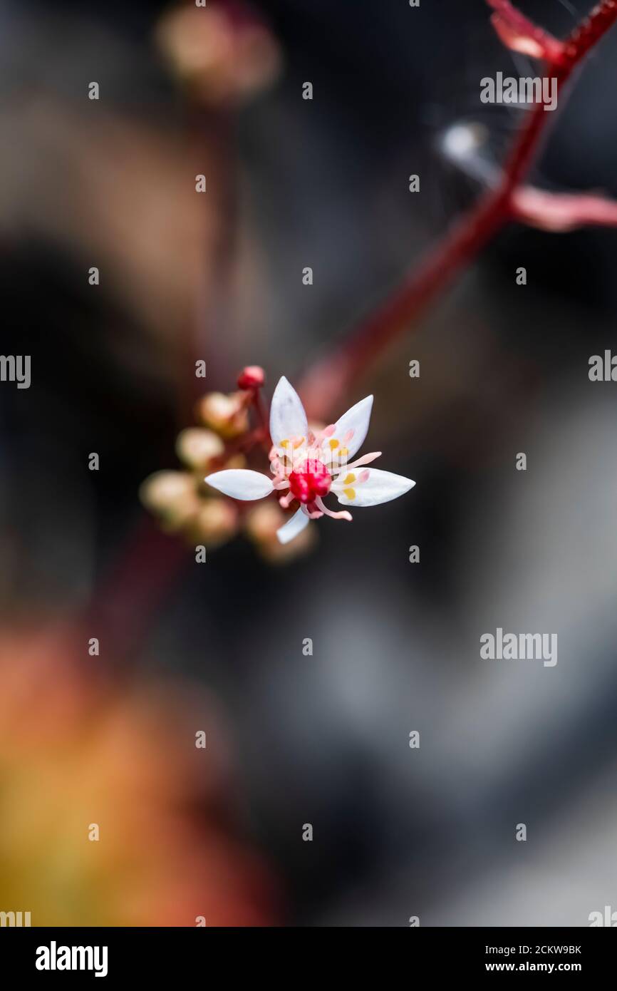 Western Saxifrage, Micranthes occidentalis, flowering on Heliotrope ...