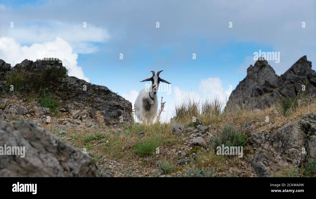 Goat sardinia hi-res stock photography and images - Alamy