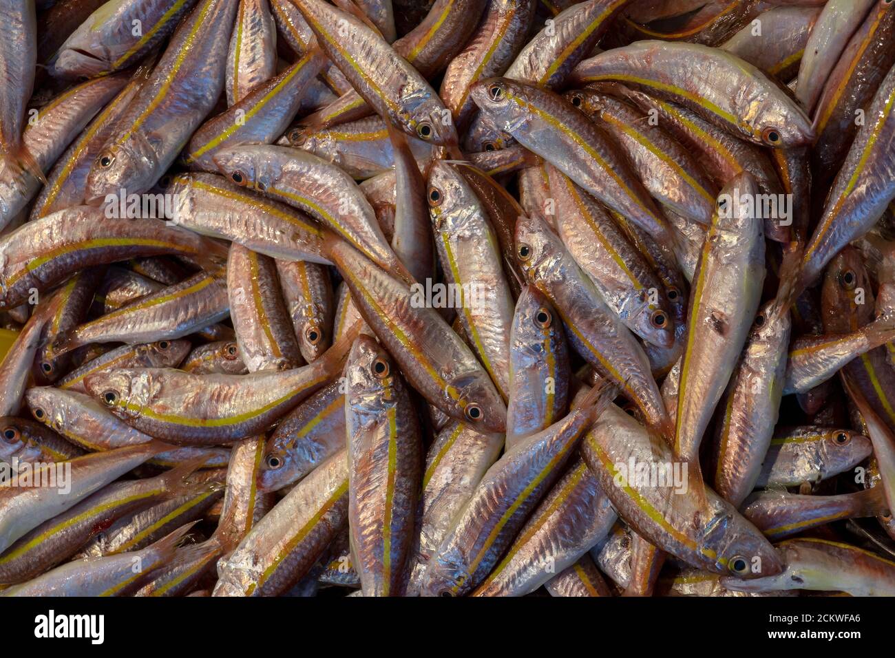 Fresh red mullet for sale on fish market of Istanbul, TURKEY Stock ...