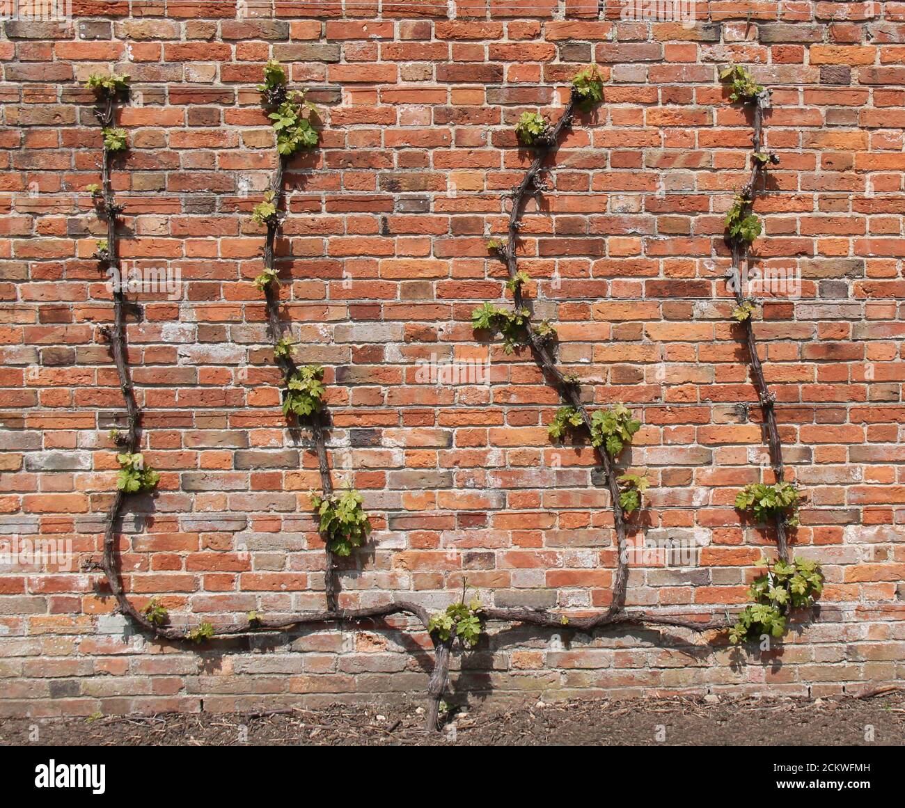 A Shaped Grape Vine Growing on a Brick Garden Wall Stock Photo - Alamy