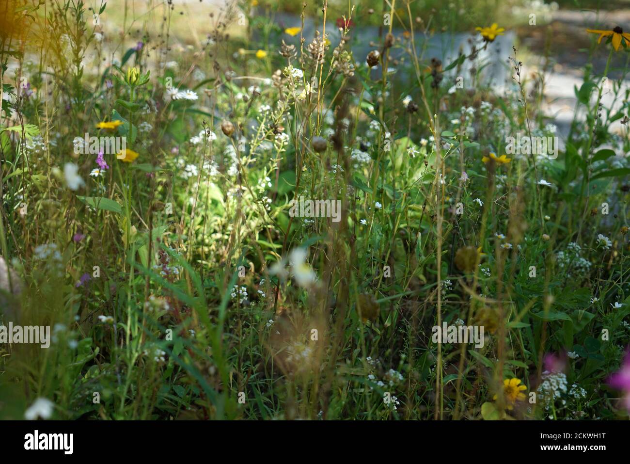 Green field with wild flowers and grass Stock Photo - Alamy