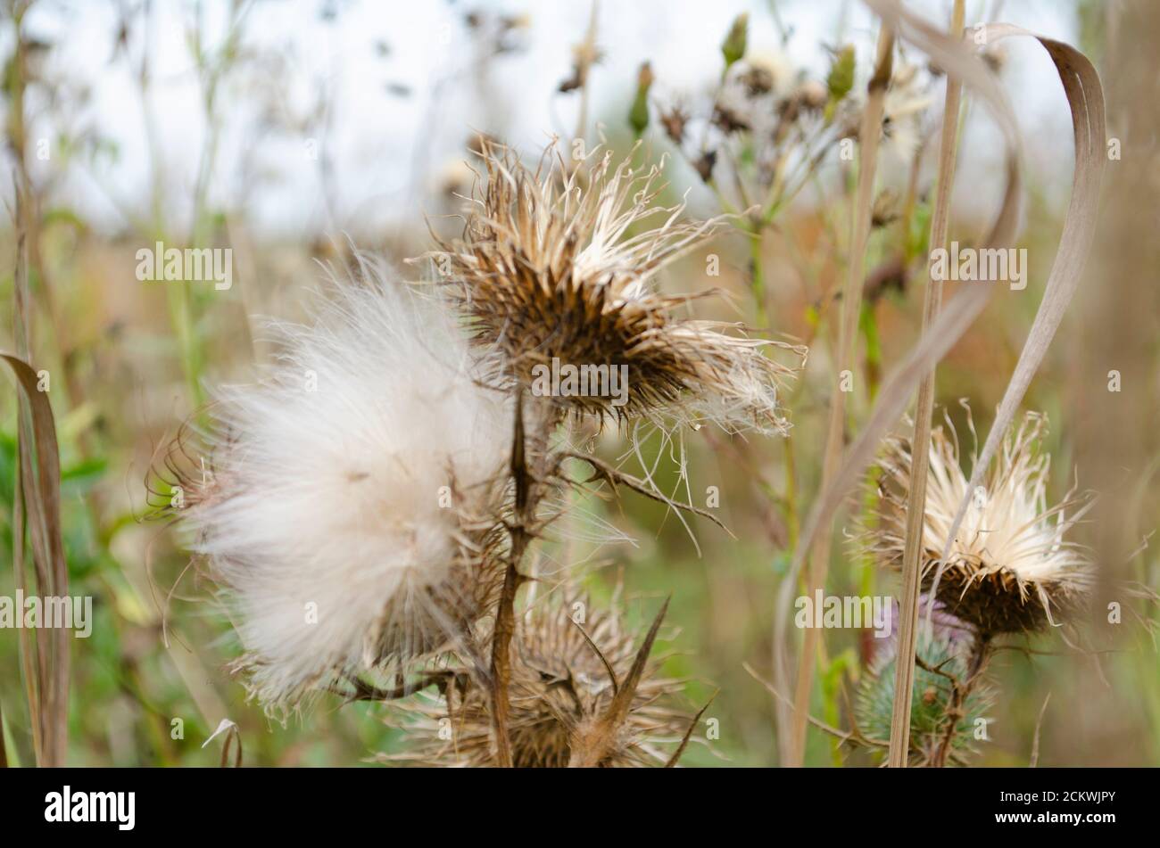 Thistle head closeup picture. Nature background. Soft focus and bokeh ...