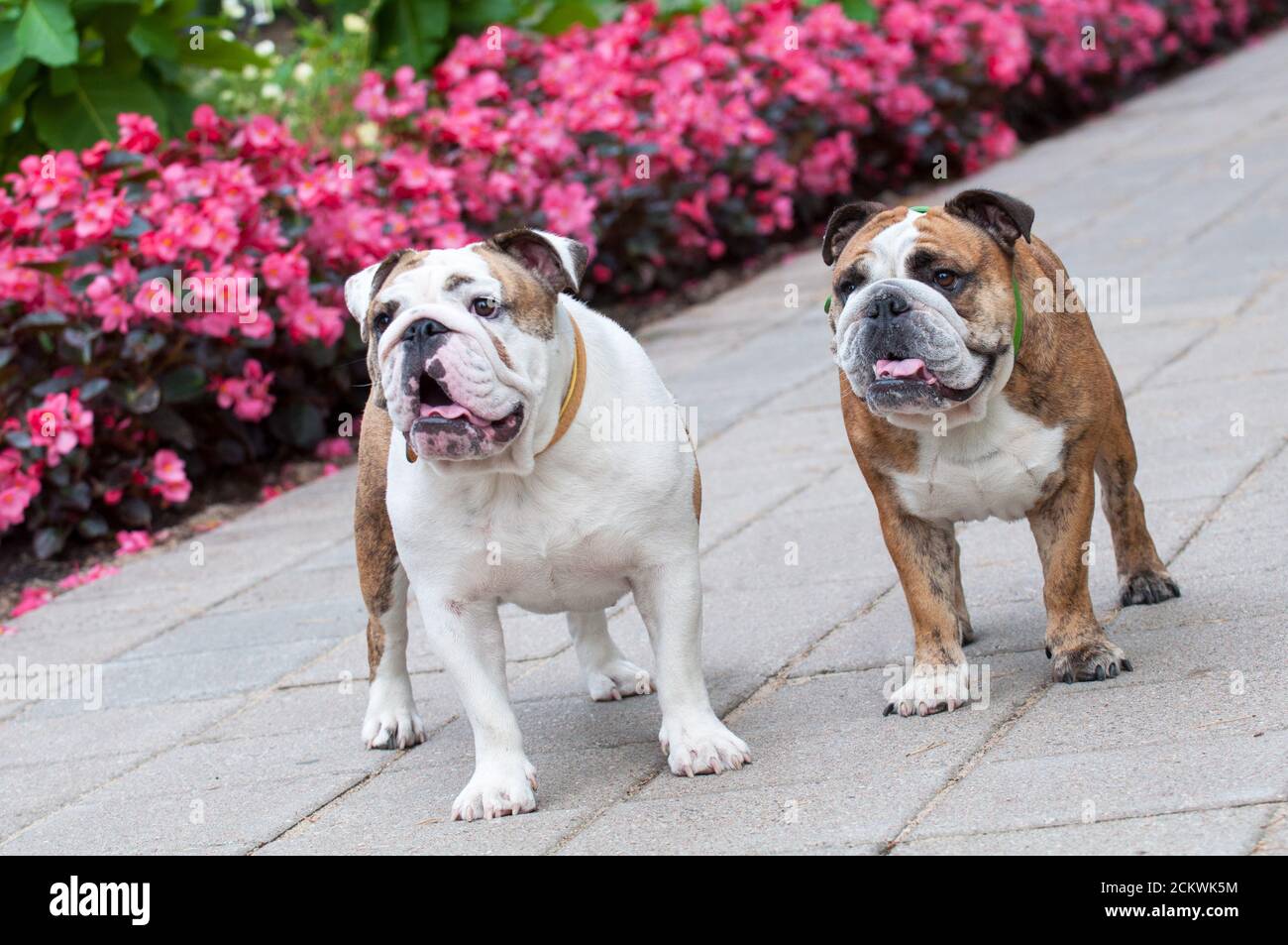Dog family english bulldog family hi-res stock photography and images ...