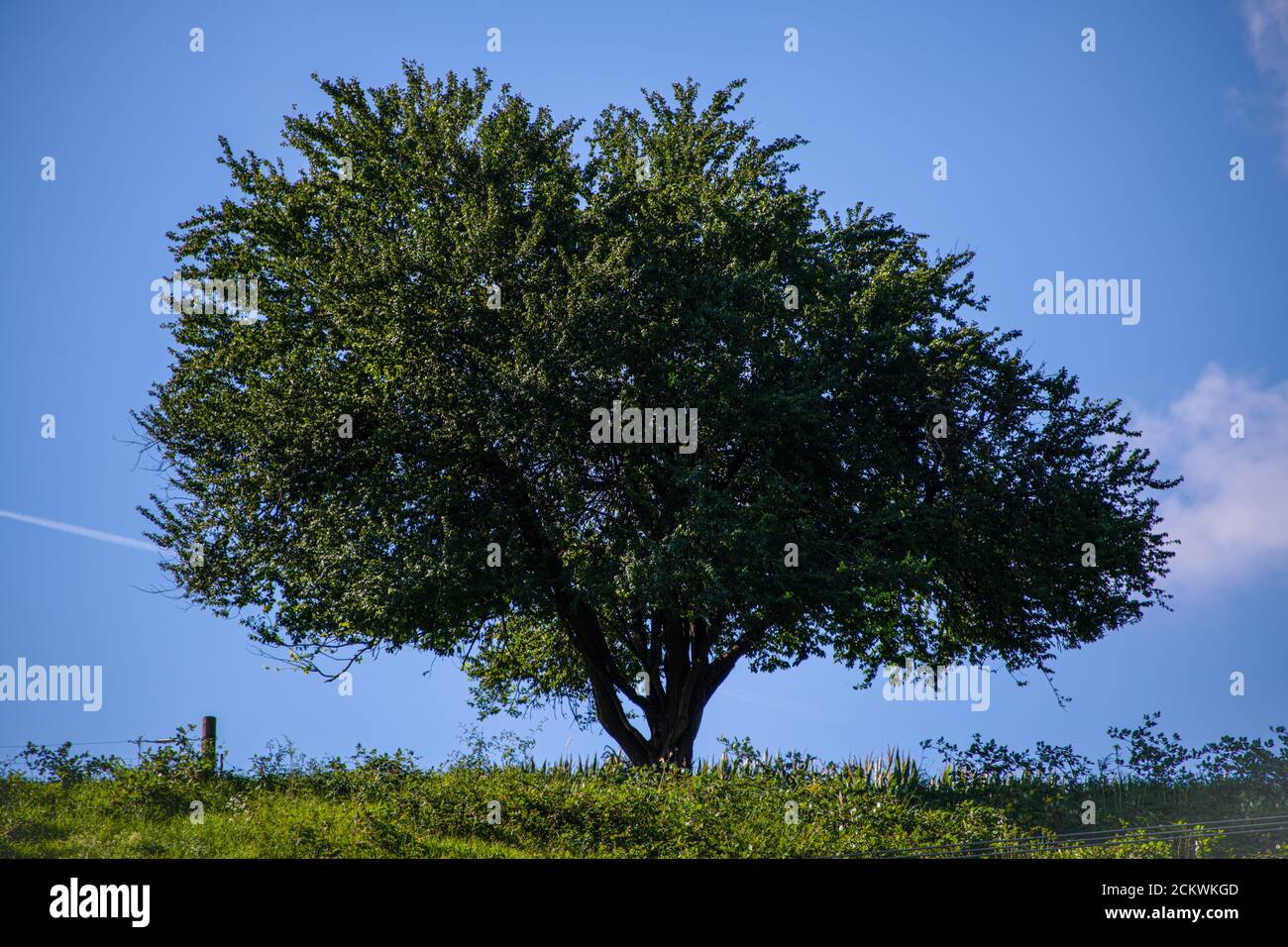 Very nice green tree in the summer at the green field Stock Photo - Alamy