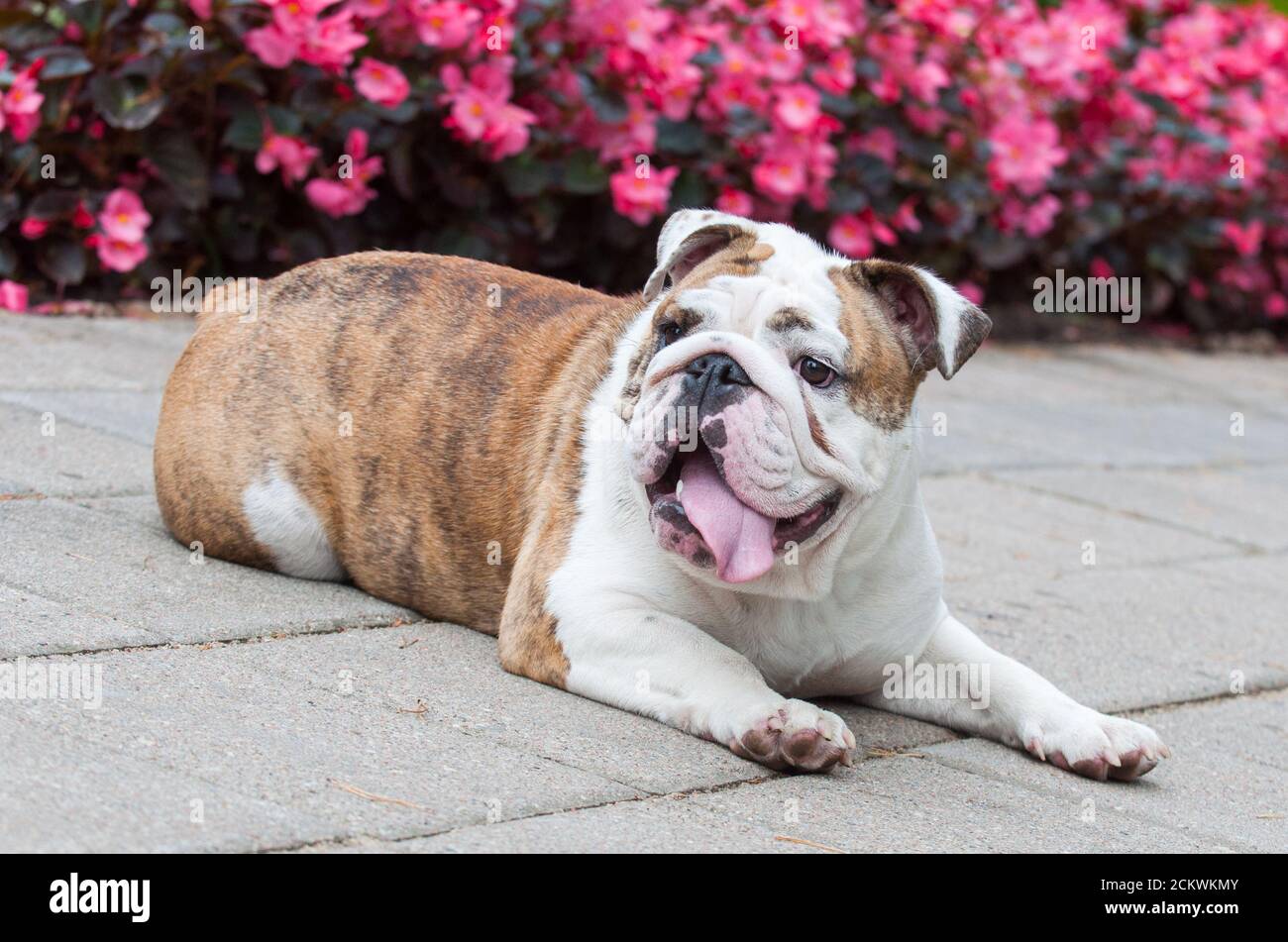 English Bulldog or British Bulldog is resting Stock Photo - Alamy