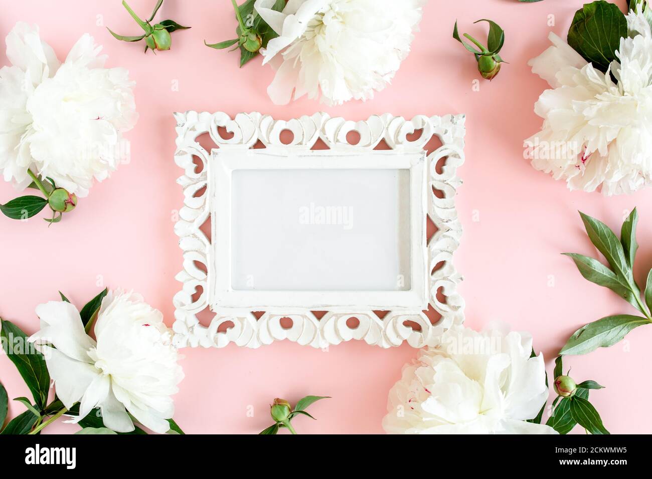 Frame of white peony flowers with space for text on pink background ...