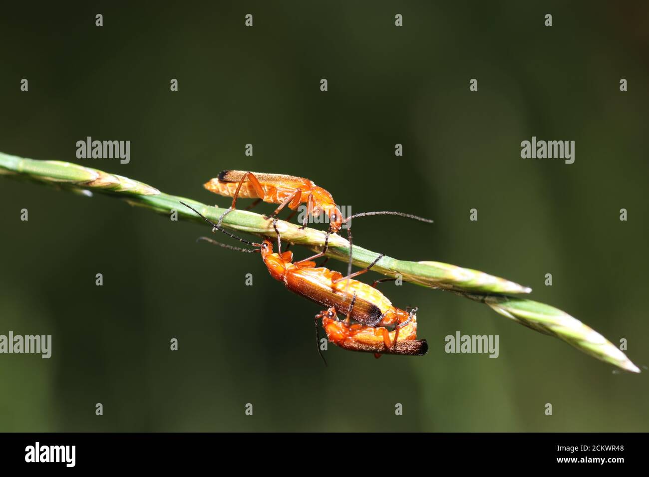 Mating common red soldier beetles hi-res stock photography and images ...