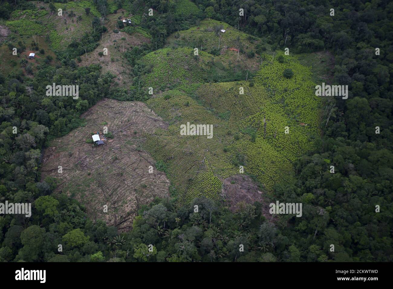 Coca plantations hi-res stock photography and images - Alamy