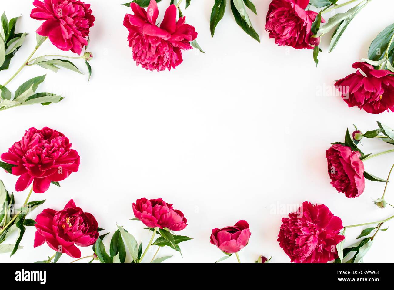 Frame made of beautiful red peonies on white background. Flat lay, top ...
