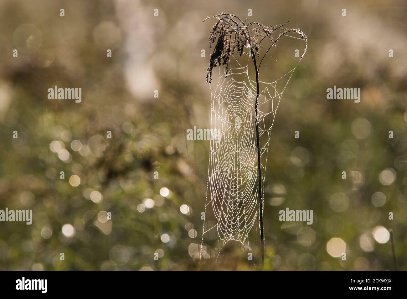 spider web with dew Stock Photo - Alamy