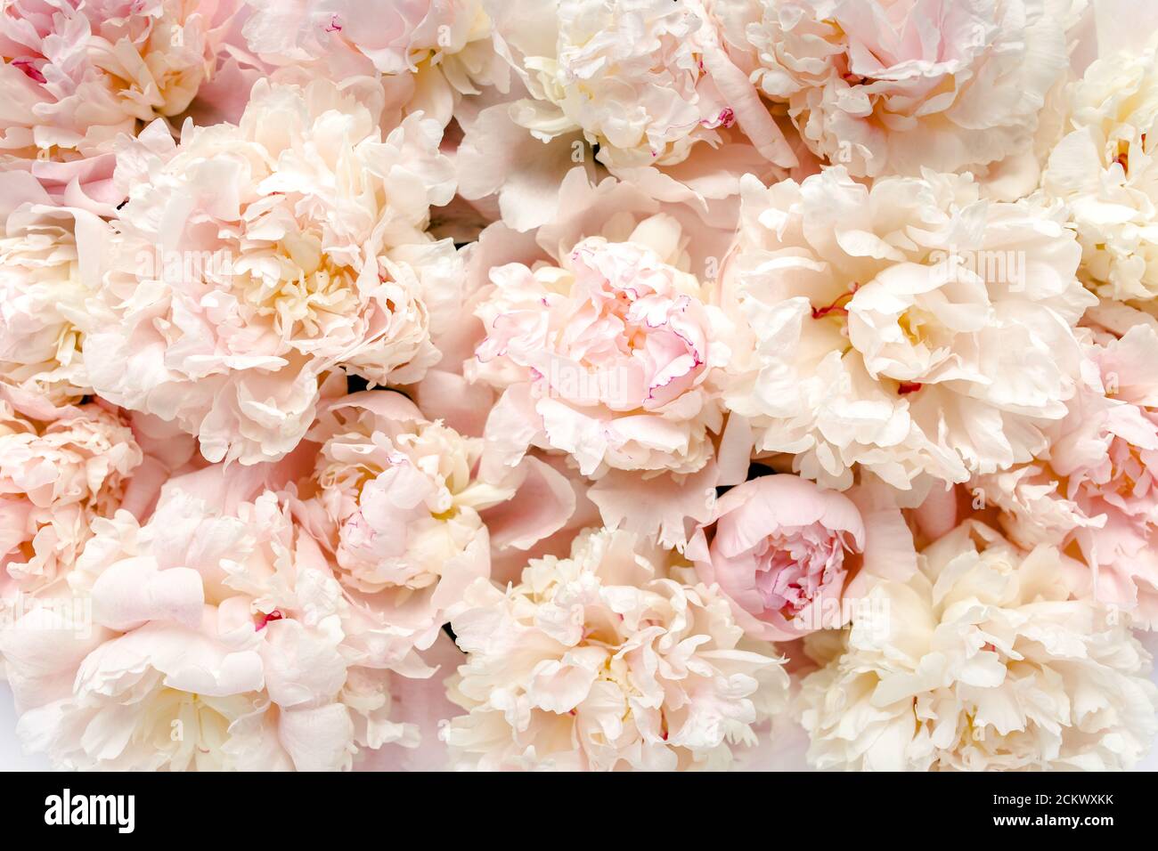 Bouquet of a lot of peonies of pink color close up. Flat lay, top view ...