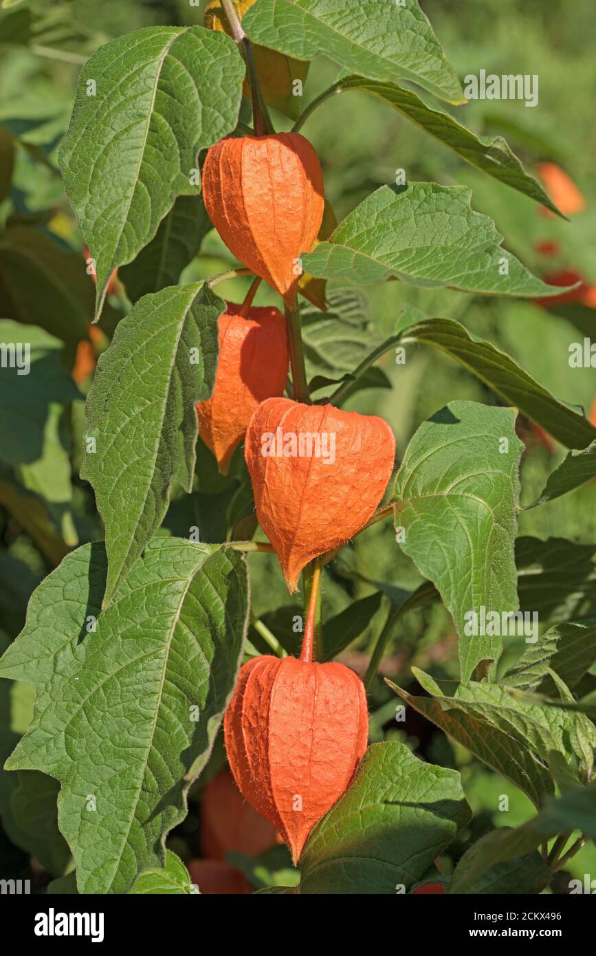 Fruits of lampion flower, Physalis alkekengi Stock Photo - Alamy