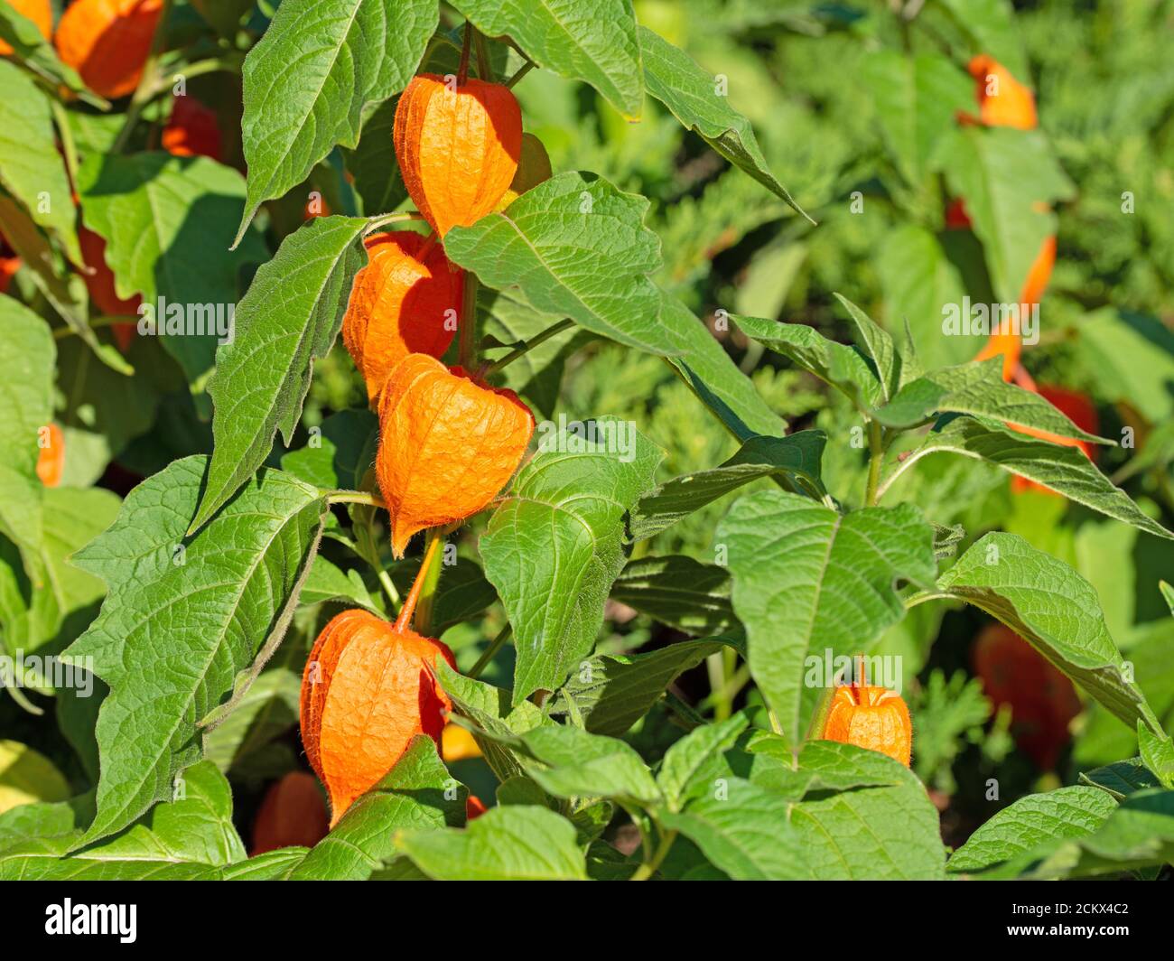 Fruits of lampion flower, Physalis alkekengi Stock Photo - Alamy