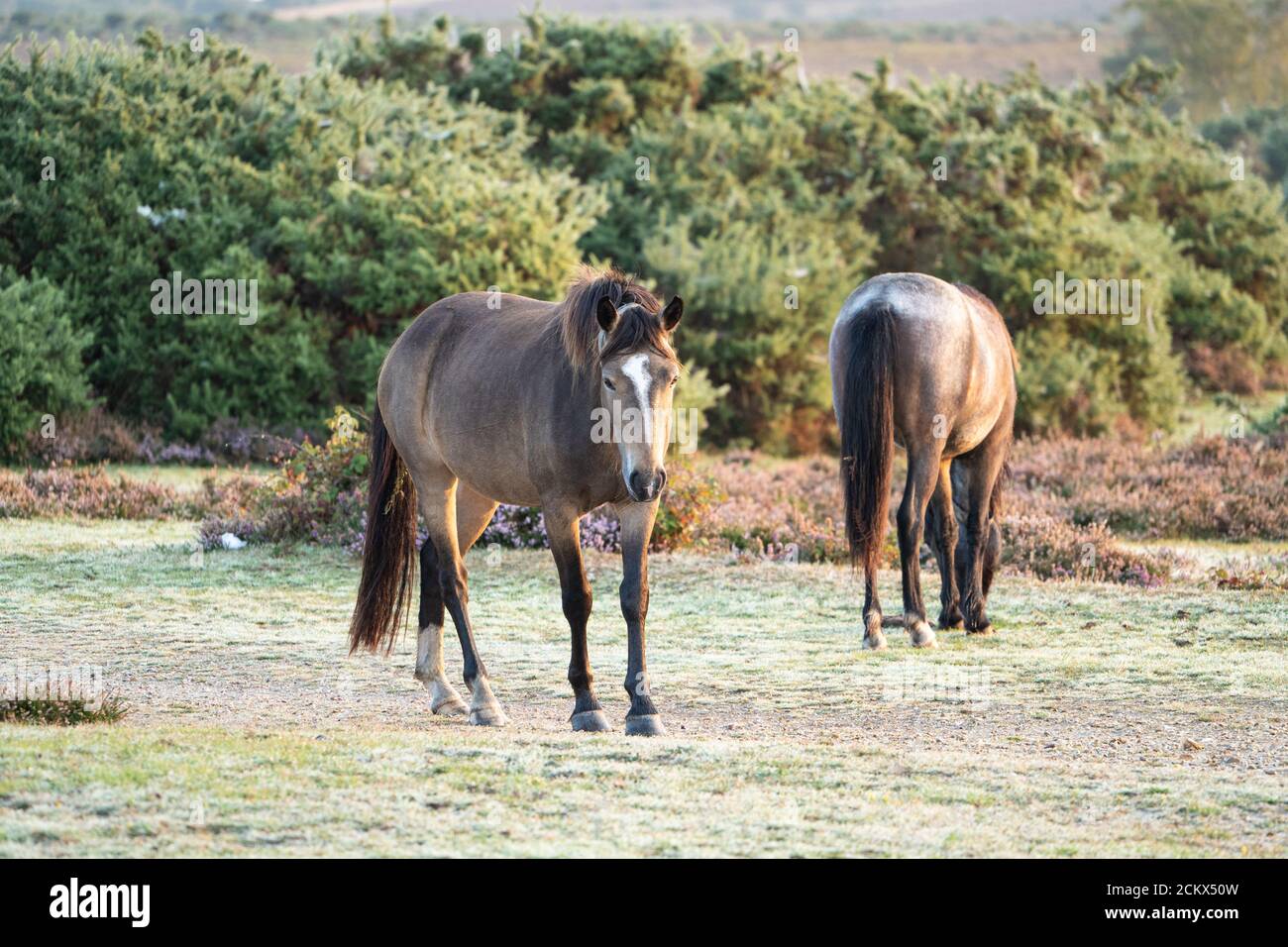Wild New Forest Ponies, an ancient breed of wild horse, New Forest ...