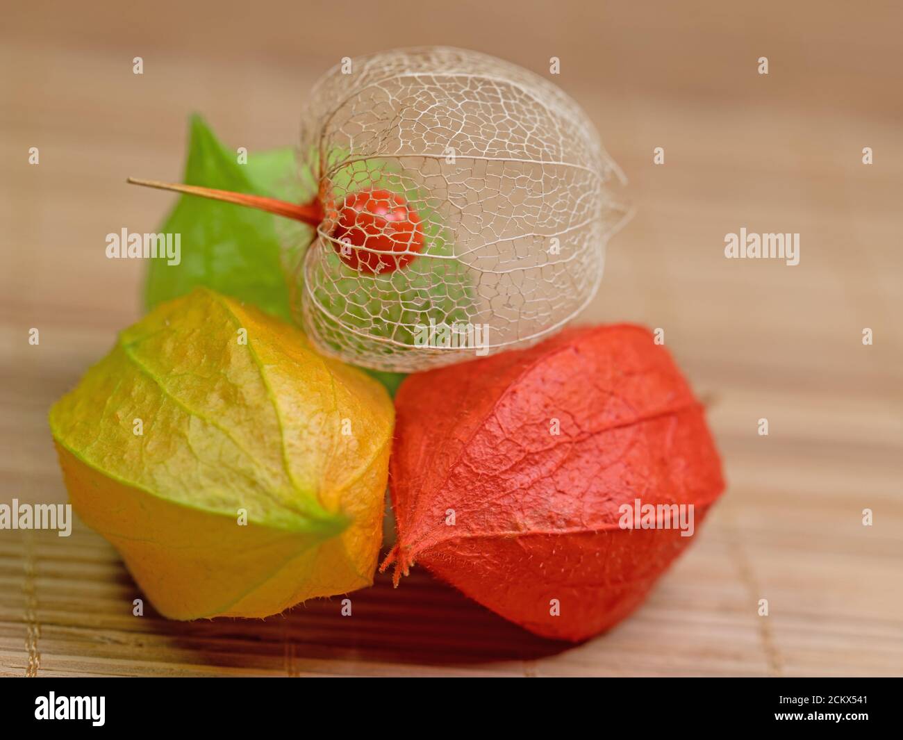 Fruits of lampion flower, Physalis alkekengi Stock Photo - Alamy