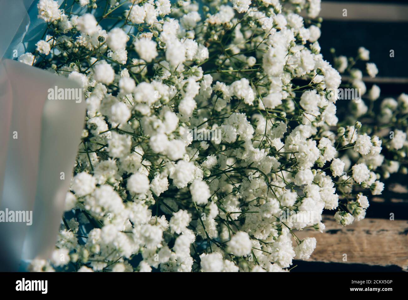 Gypsophila paniculata flower hi-res stock photography and images - Alamy
