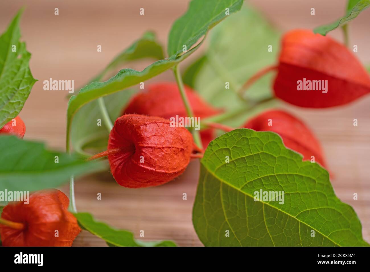 Fruits of lampion flower, Physalis alkekengi Stock Photo - Alamy