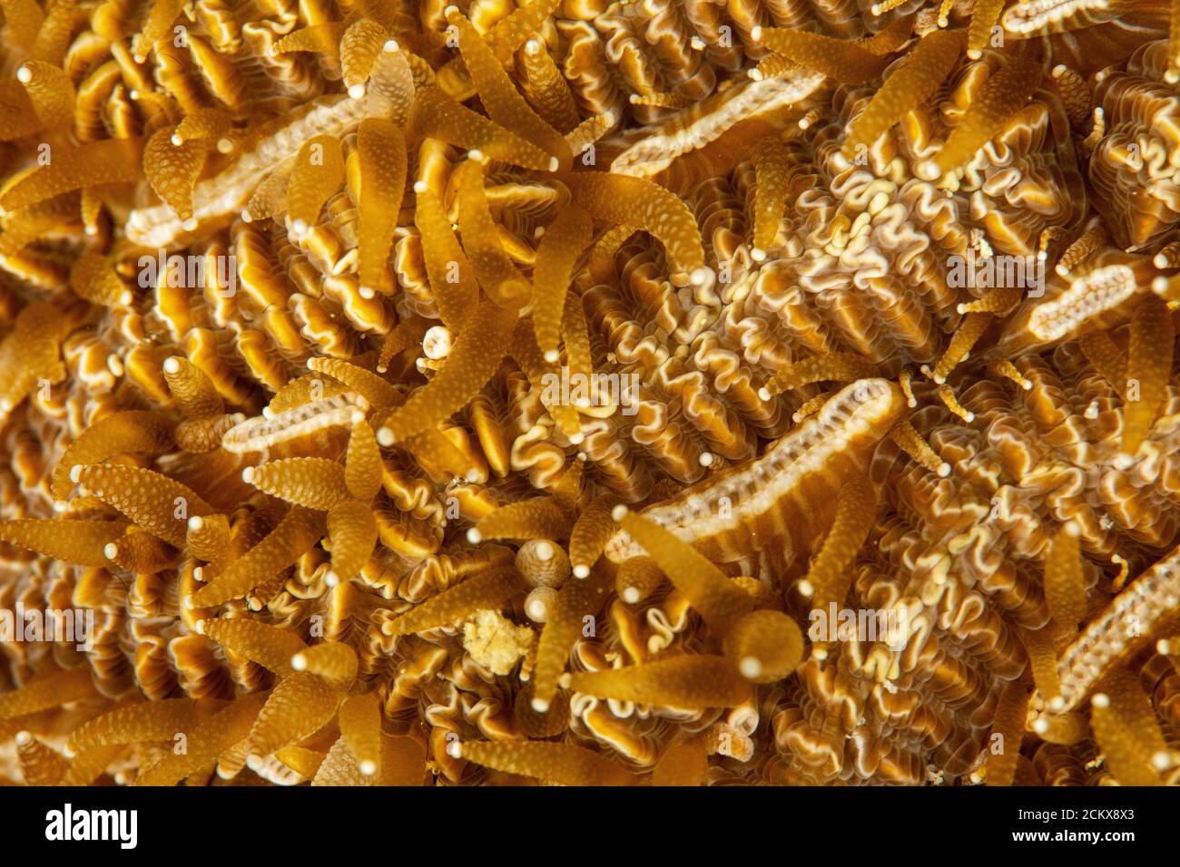Stony coral disease hi-res stock photography and images - Alamy