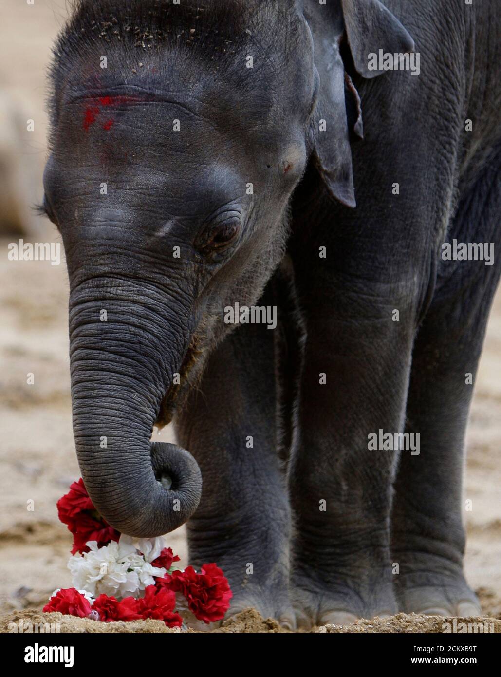 Insemination elephant hi-res stock photography and images - Alamy