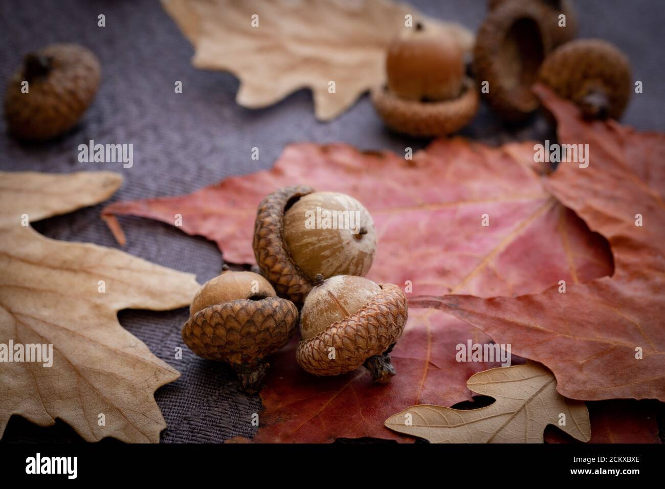 Still life with acorns hi-res stock photography and images - Alamy