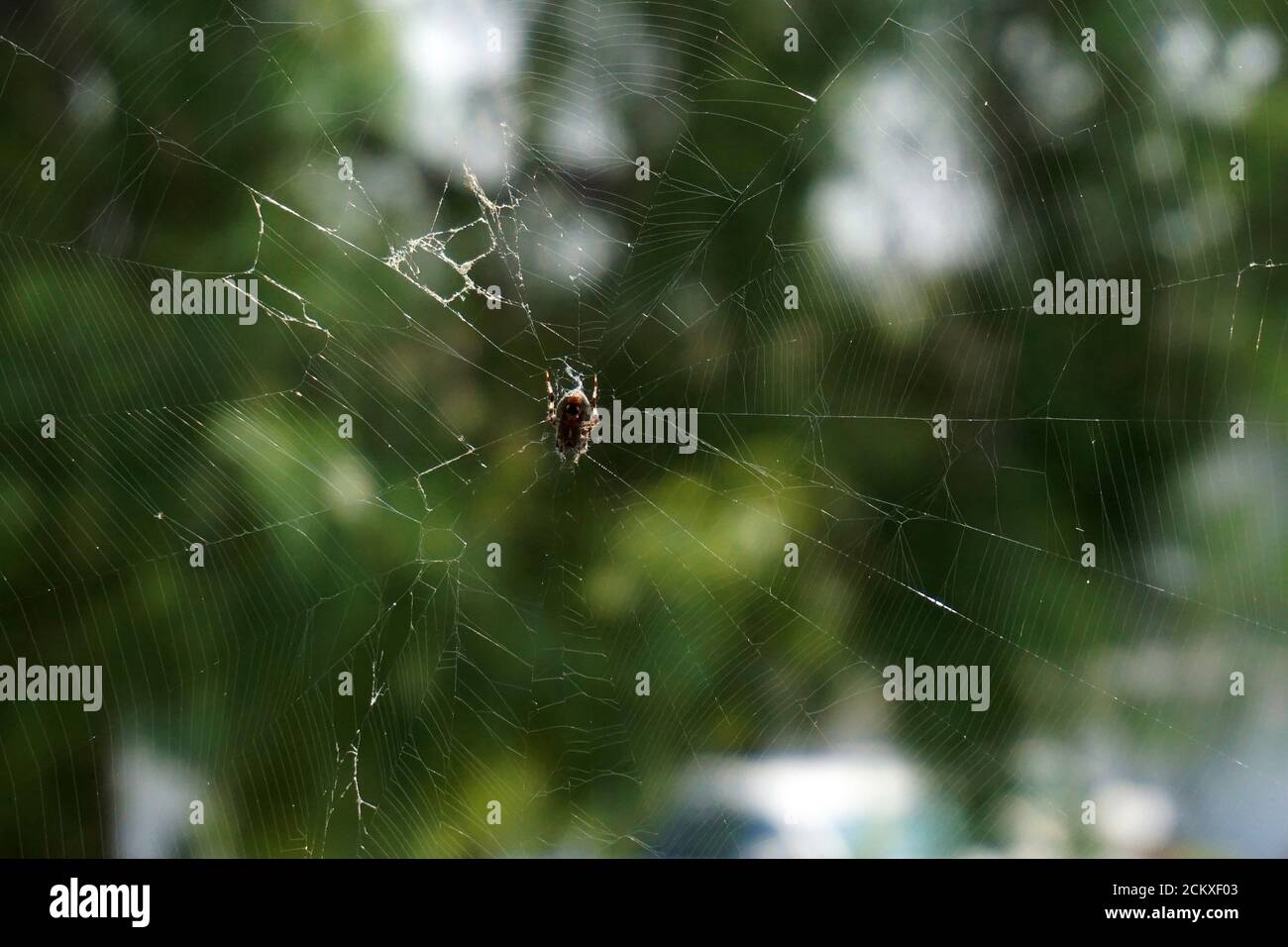Spider in a spiderweb Stock Photo - Alamy
