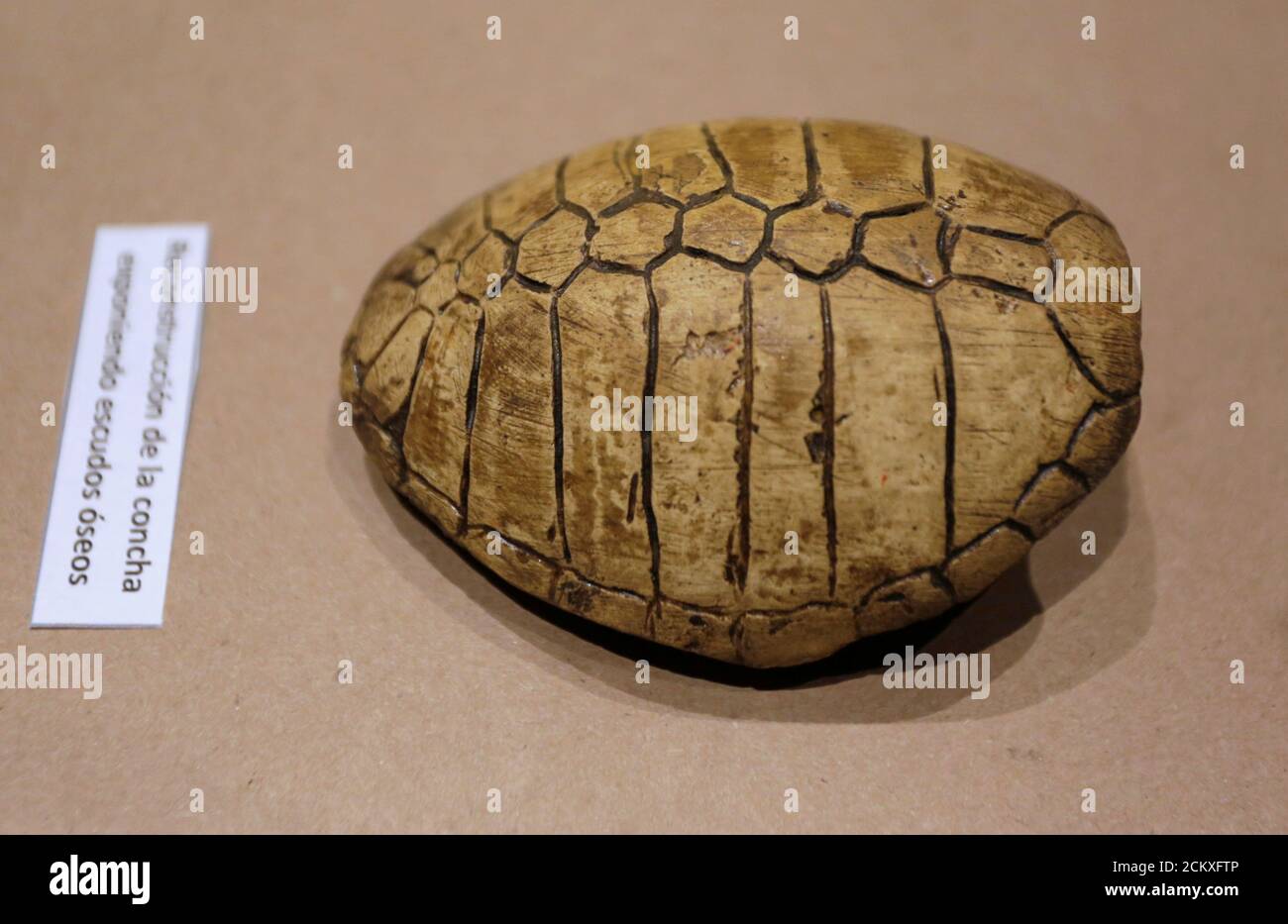 Mesozoic wildlife hi-res stock photography and images - Alamy