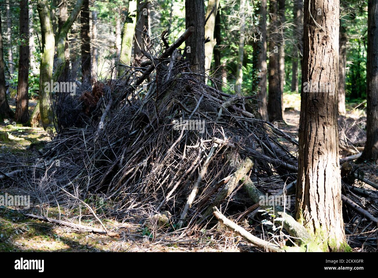 Den made of branches hi-res stock photography and images - Alamy