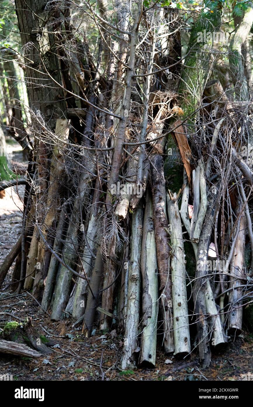 A makeshift shelter or den made out of branches in a pine forest, UK ...