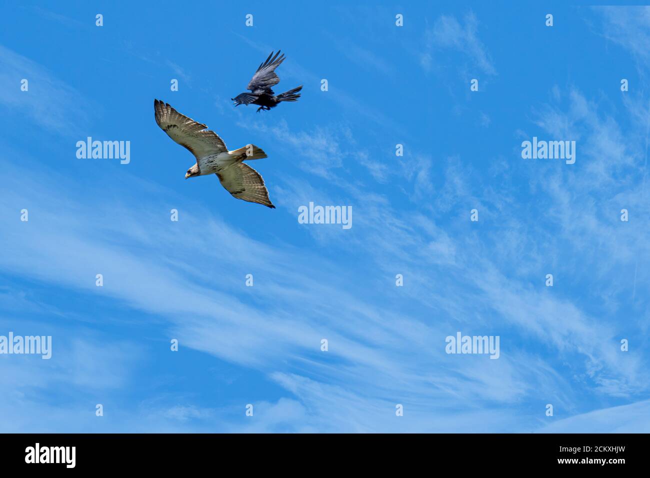 RED-TAILED HAWK BEING CHASED BY A BLACK CROW PROTECTING ITS NEST ...