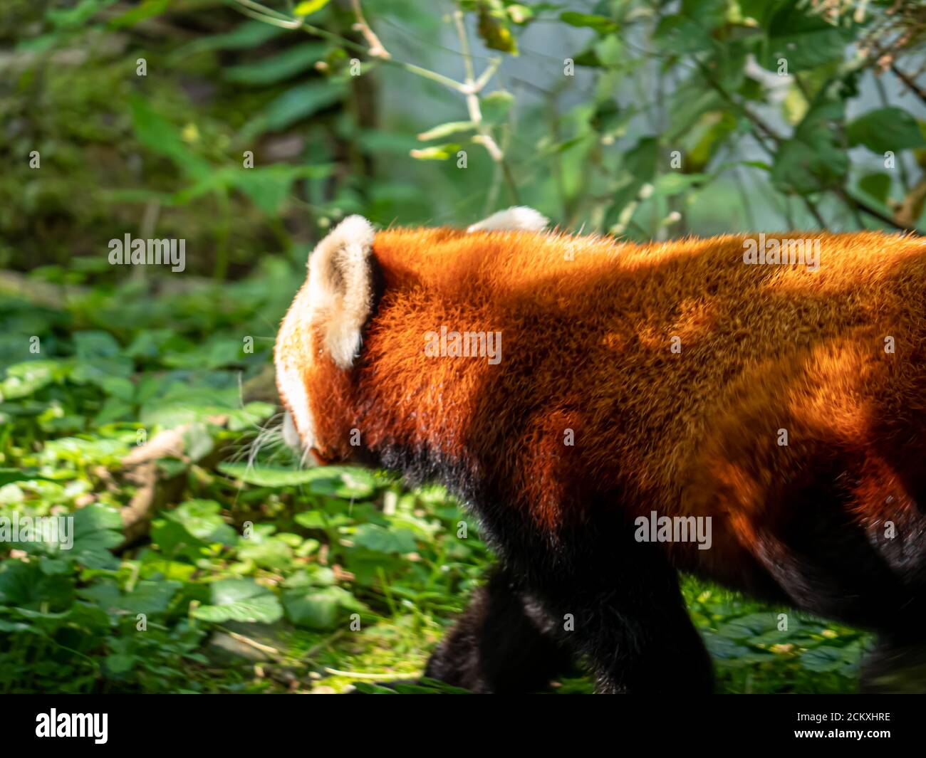 Small Panda at Zoo-Zürich Stock Photo - Alamy